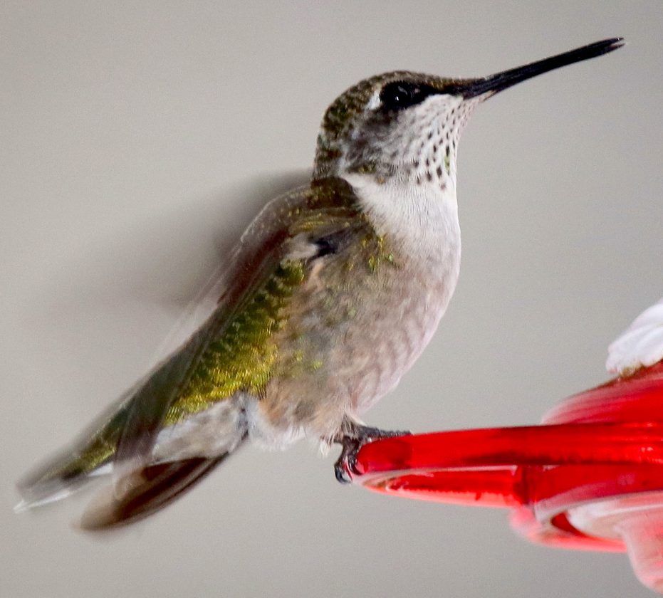 Hummingbirds use of torpor is something that scientists are studying ...